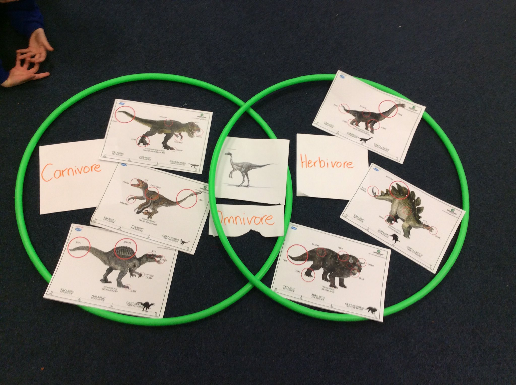 Dinosaurs Herbivores Carnivores Omnivores