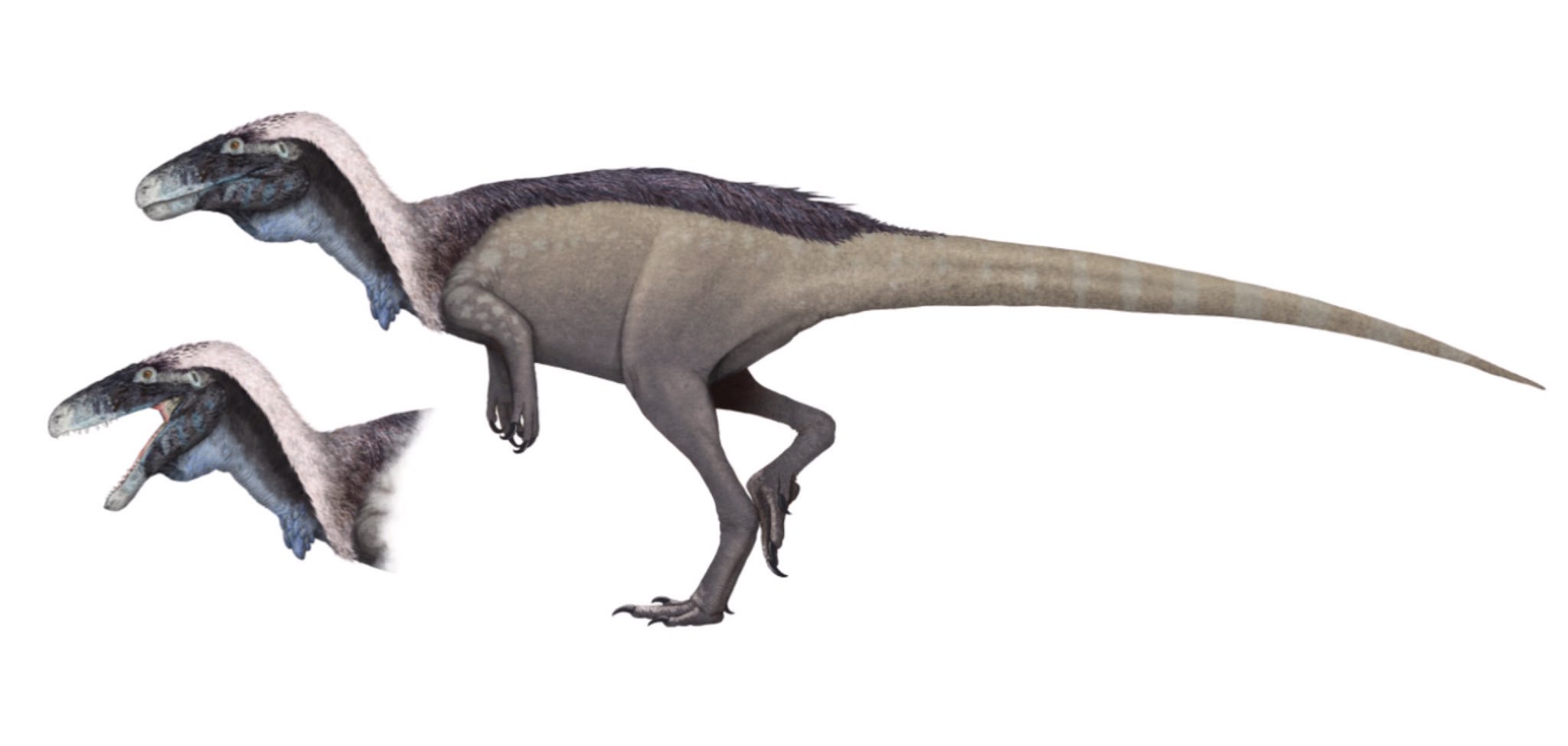 Eustreptospondylus