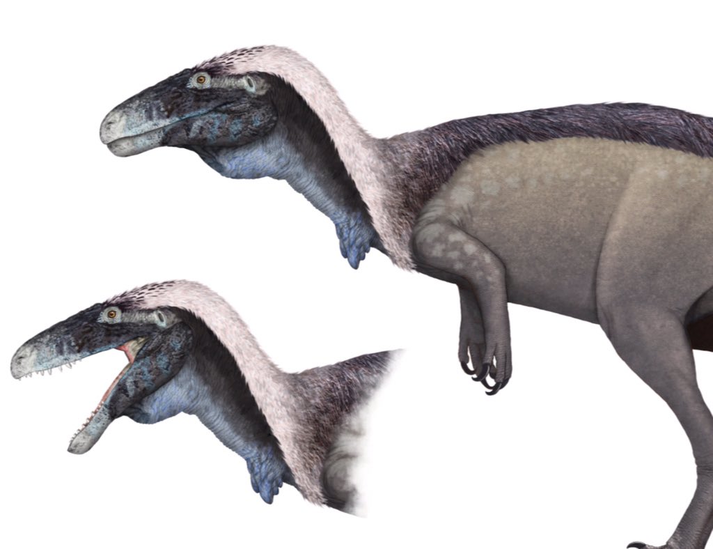 Eustreptospondylus