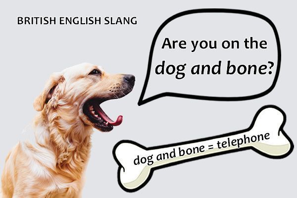 What Is Dog Slang For