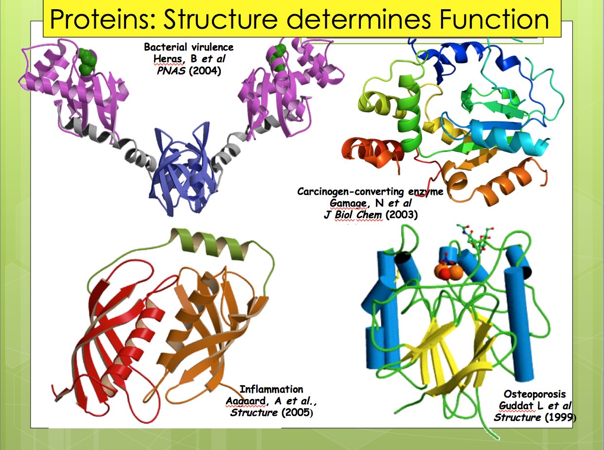 Proteins Structure And Function