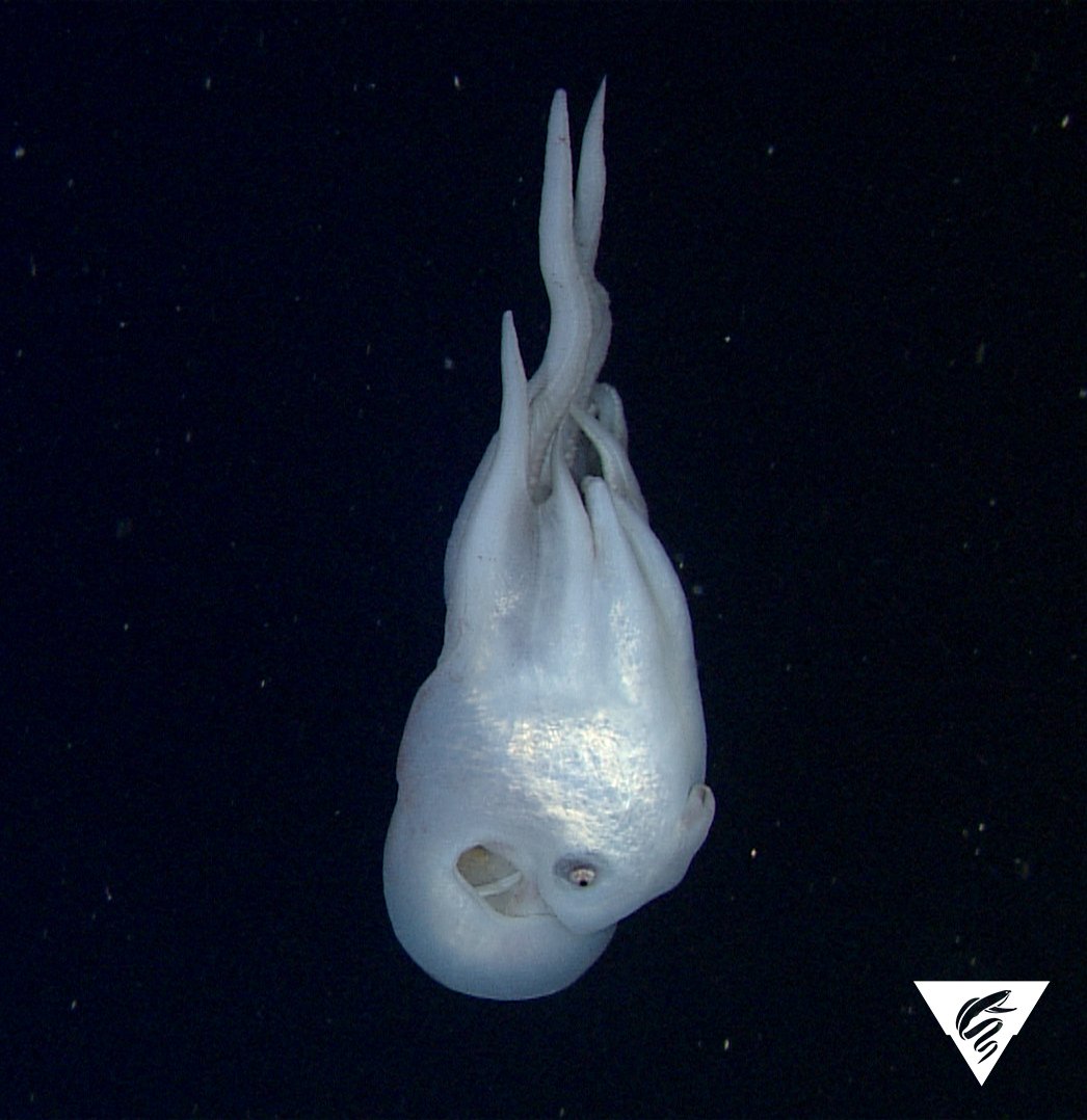 Haliphron Atlanticus