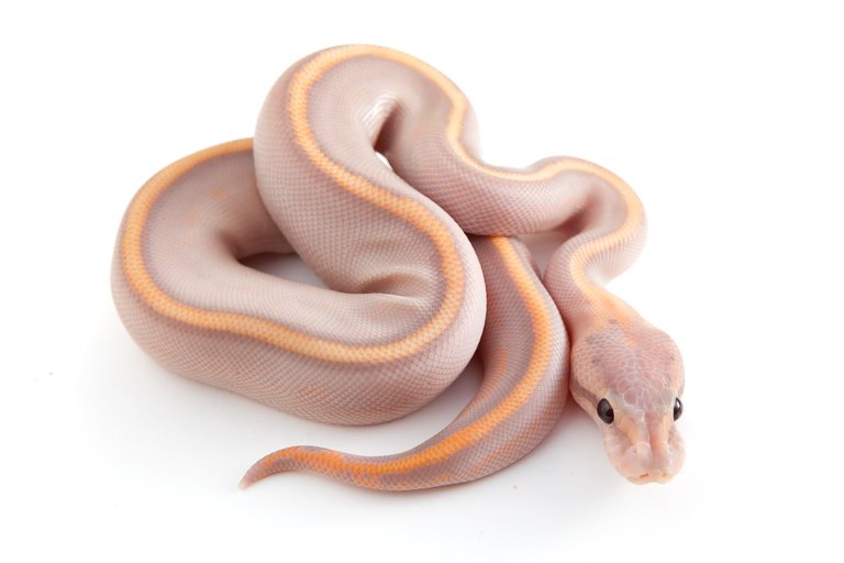 Super Black Pastel Ball Python