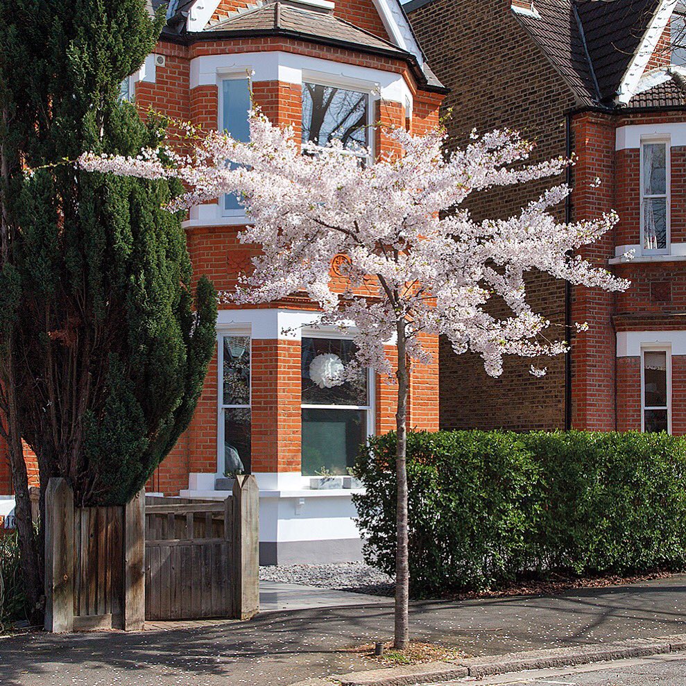 Future Tree Health (@TreeFuture) | Twitter