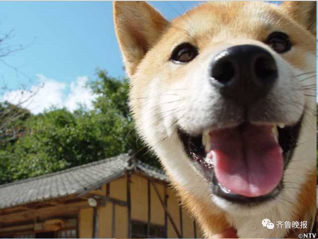 Is Doge Still Alive 2020 - DINCOG Is Doge Still Alive 2020 - DINCOG