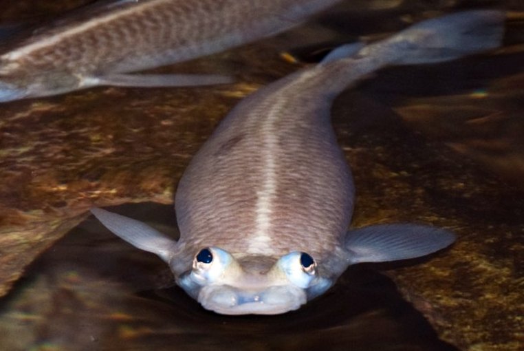 Four Eyed Fish