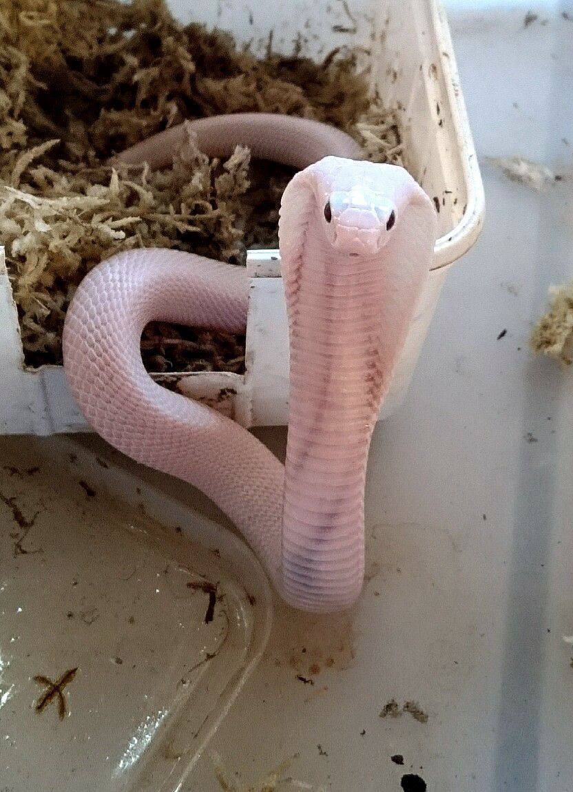 Leucistic Monocled Cobra
