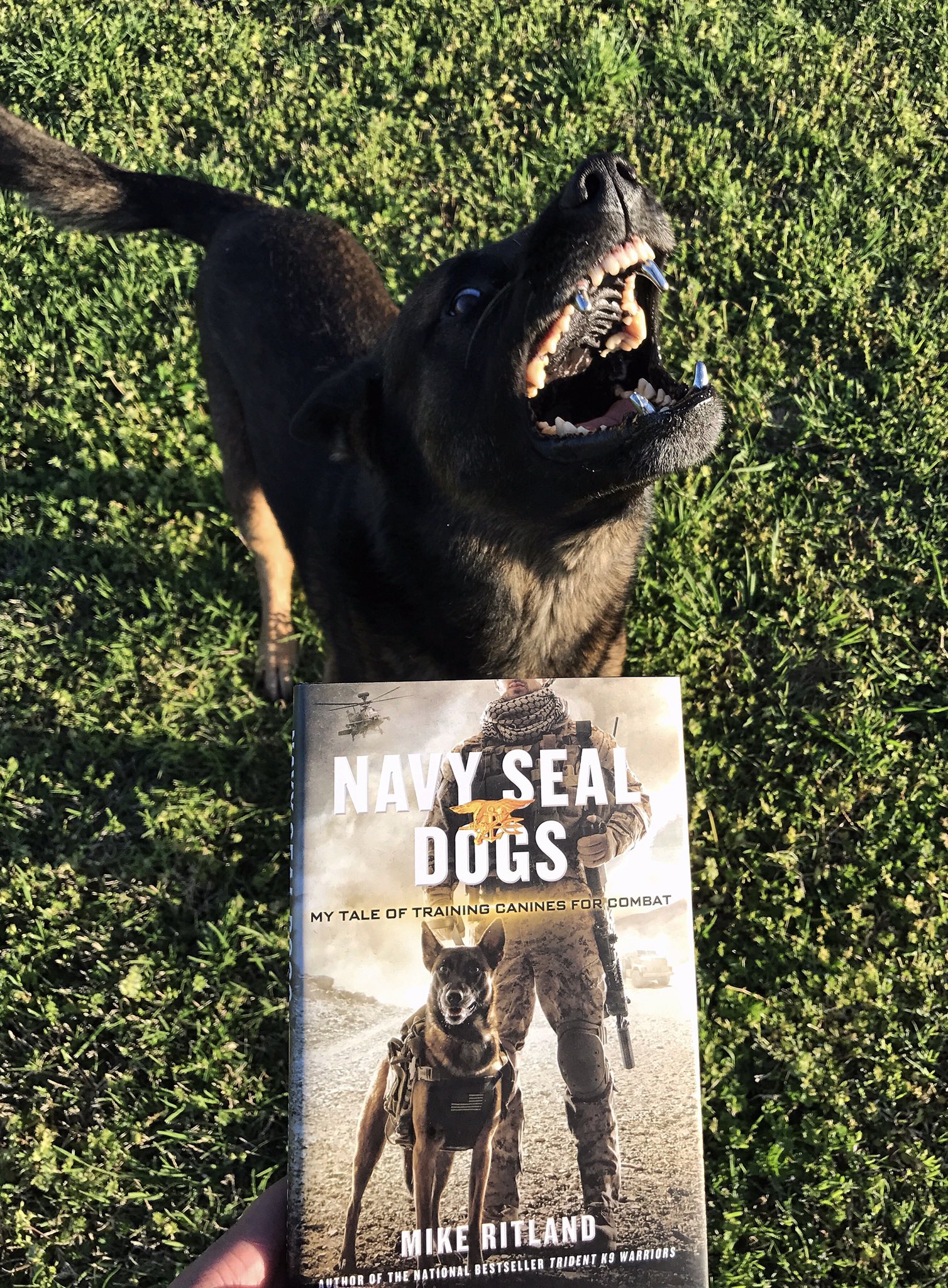 Navy Seal Dog Breed Malinois (Belgischer Schäferhund): Charakter