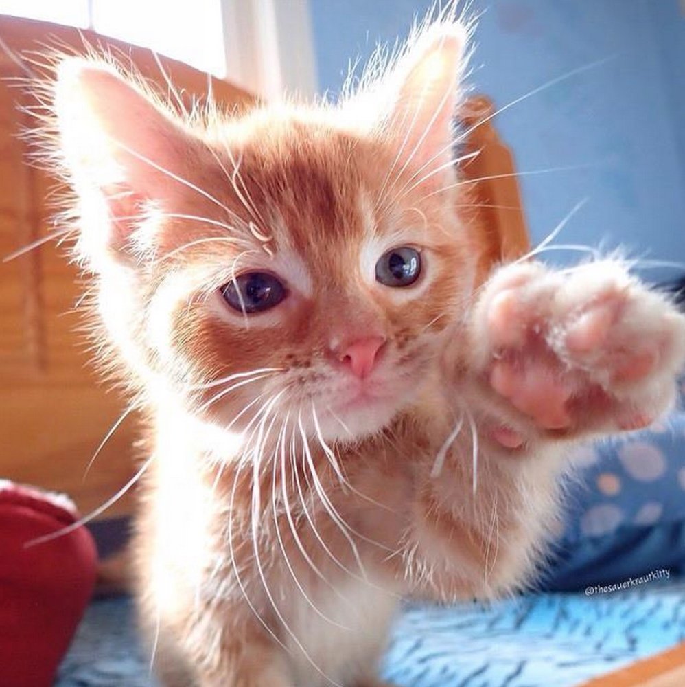 High Five Kitten
