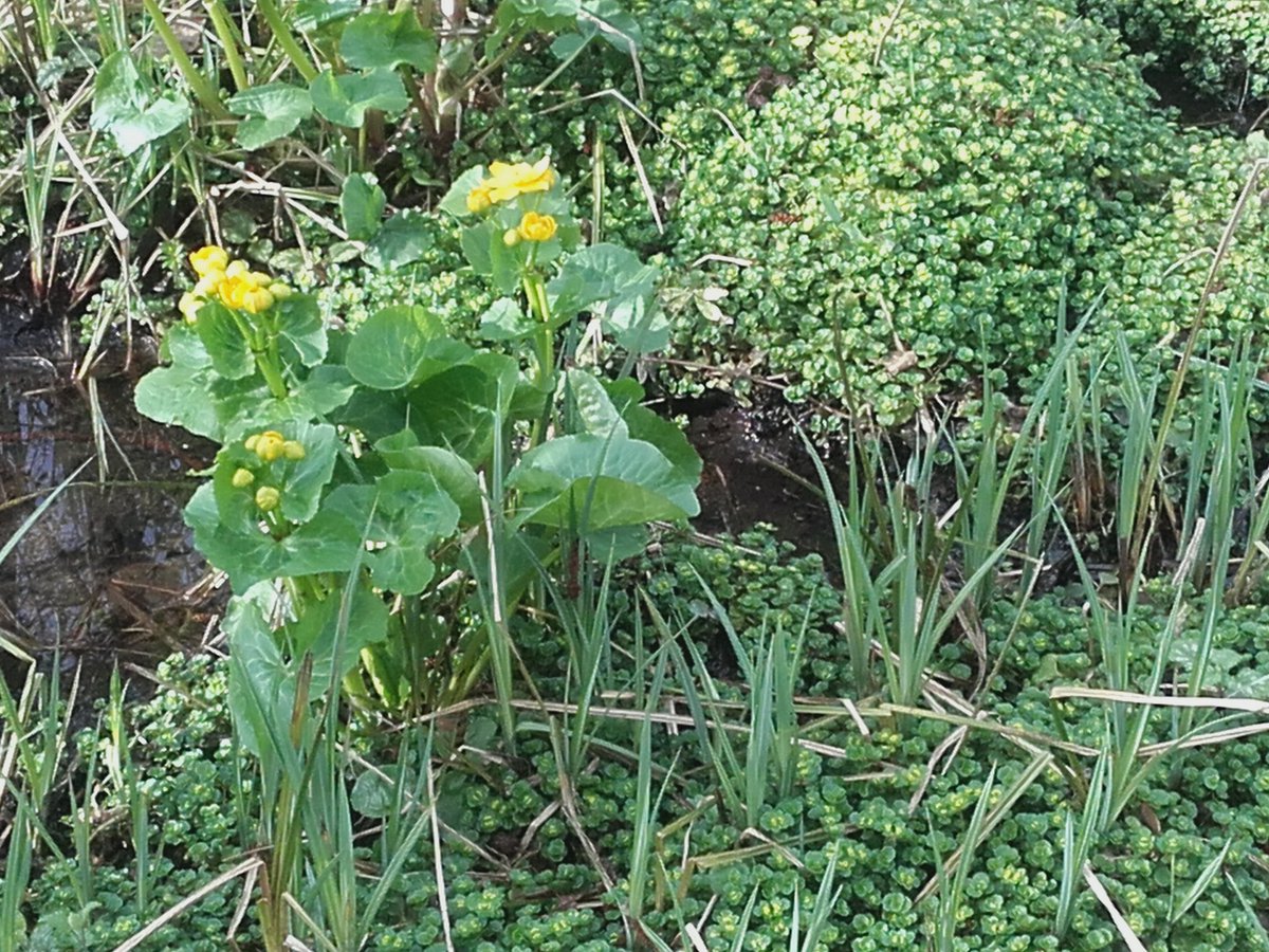 Petra Borsboom on Twitter: "Mooi. De naam alleen al. Als je heel goed kijkt zie je #flamingo.s ...