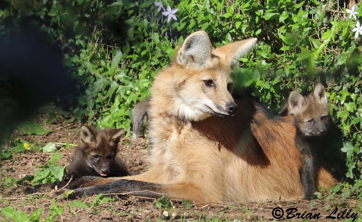 Maned Wolf Pup With Mother