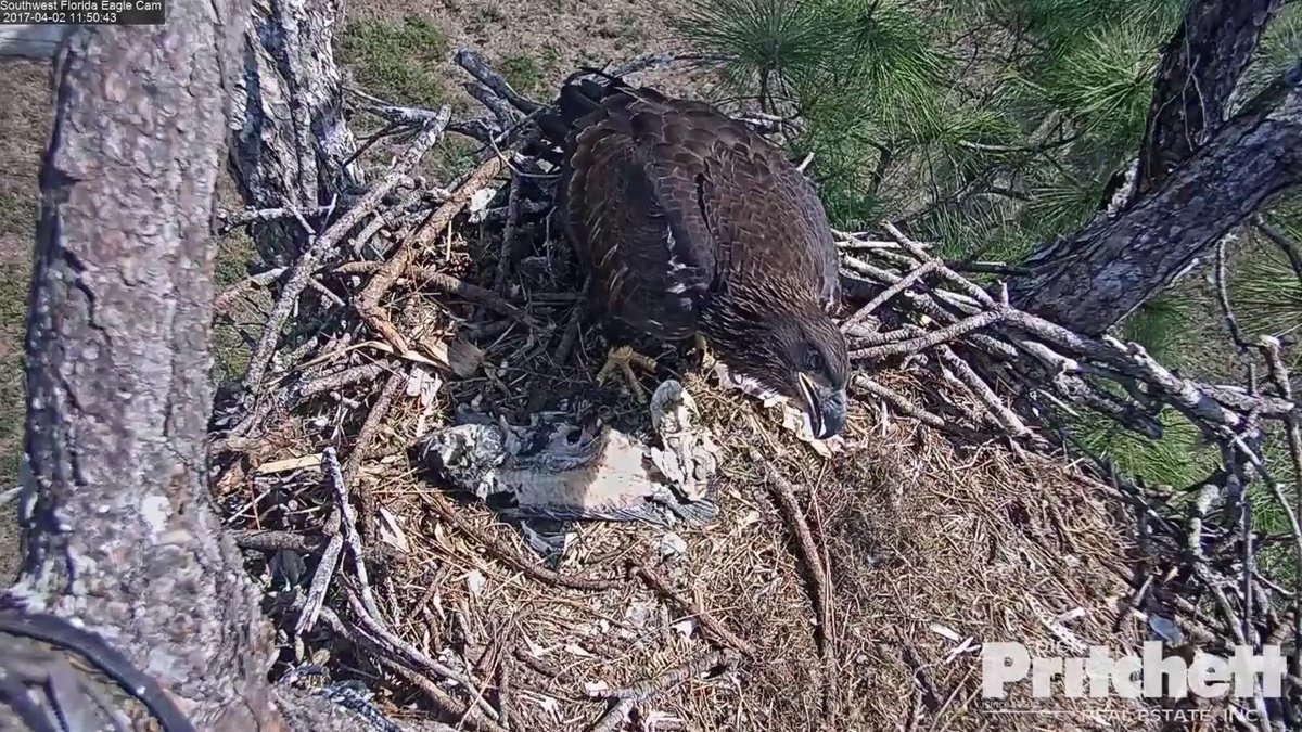 (양도)이글 쌩초보 (@Eagle_chobo) | Twitter