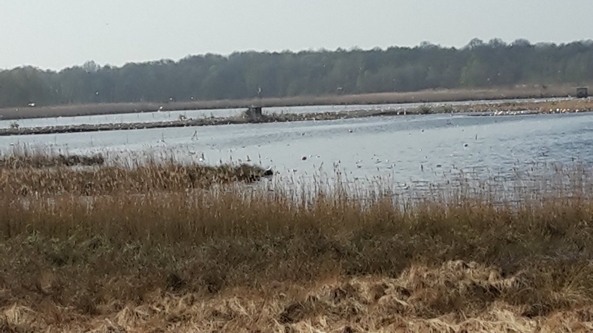 Petra Borsboom on Twitter: "Mooi. De naam alleen al. Als je heel goed kijkt zie je #flamingo.s ...