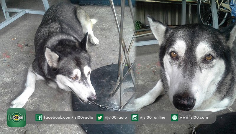 JS100 on Twitter: "พบสุนัขพลัดหลง ผู้ใดเป็นเจ้าของติดต่อจส.100 โทร *1808 หรือ 1137 https://t.co ...