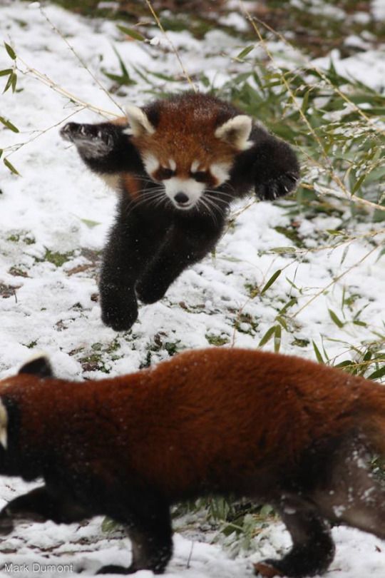 Super Cute Red Panda Attack Attack Mode Red Panda Style" Sticker For