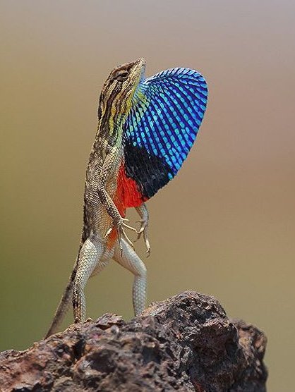 Purple Horned Winged Lizard