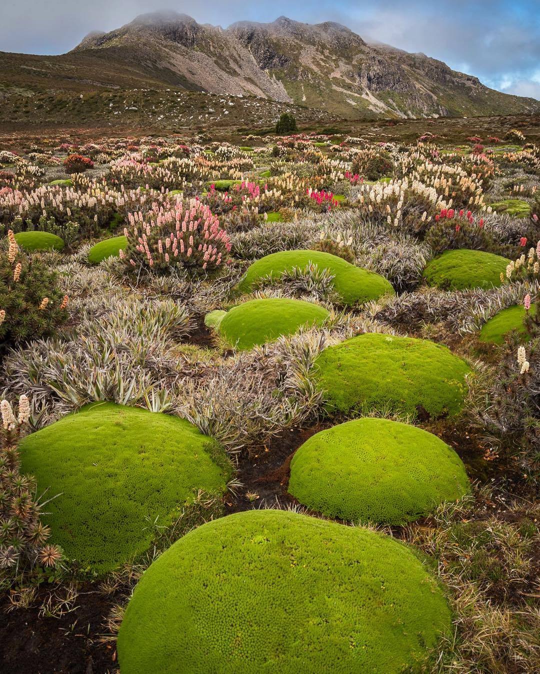 Cushion Plants In The Tundra