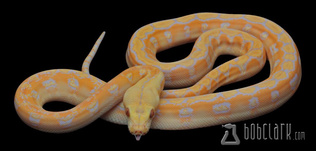 Purple Reticulated Python Morphs