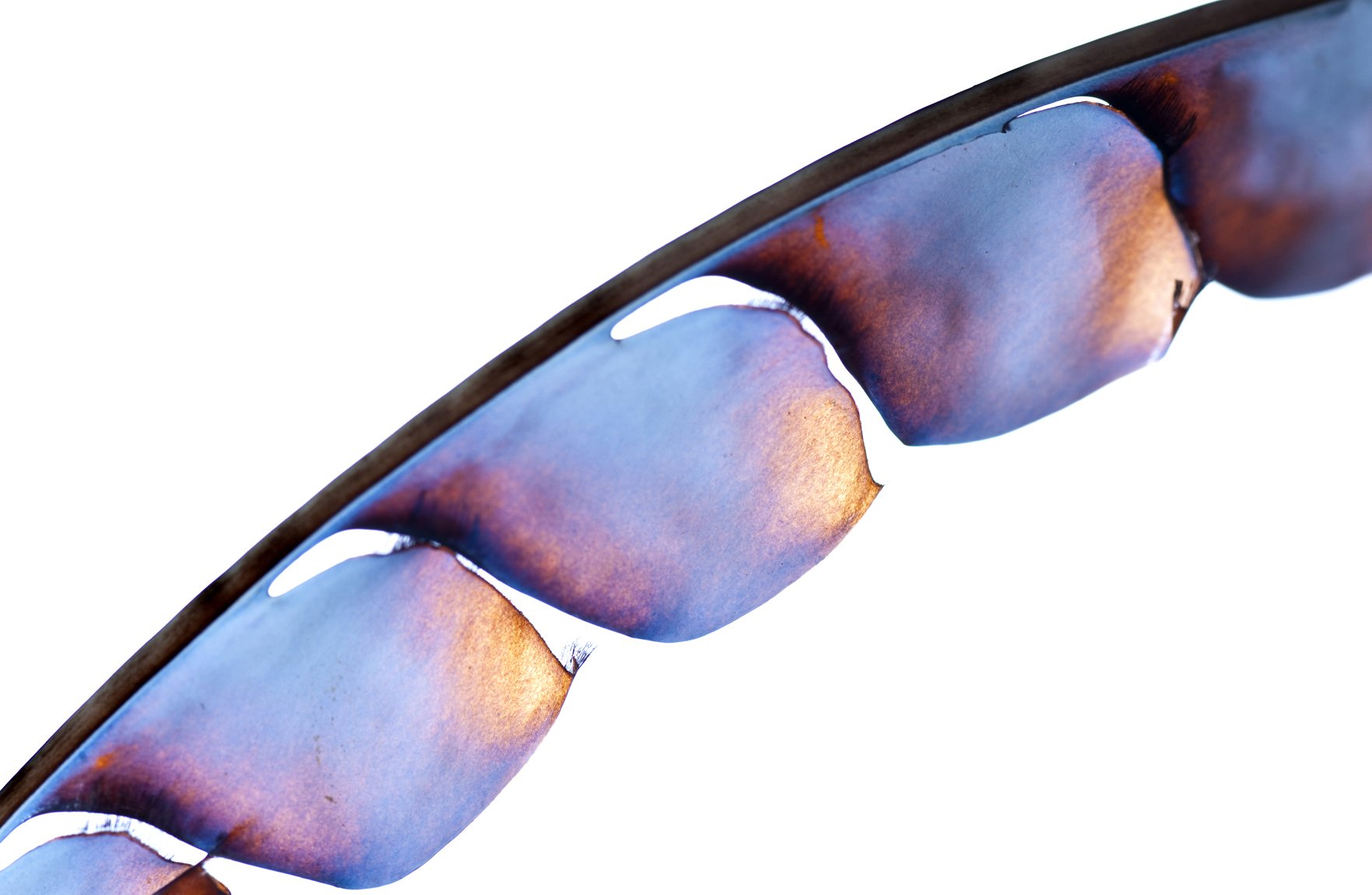 King Of Saxony Bird Of Paradise