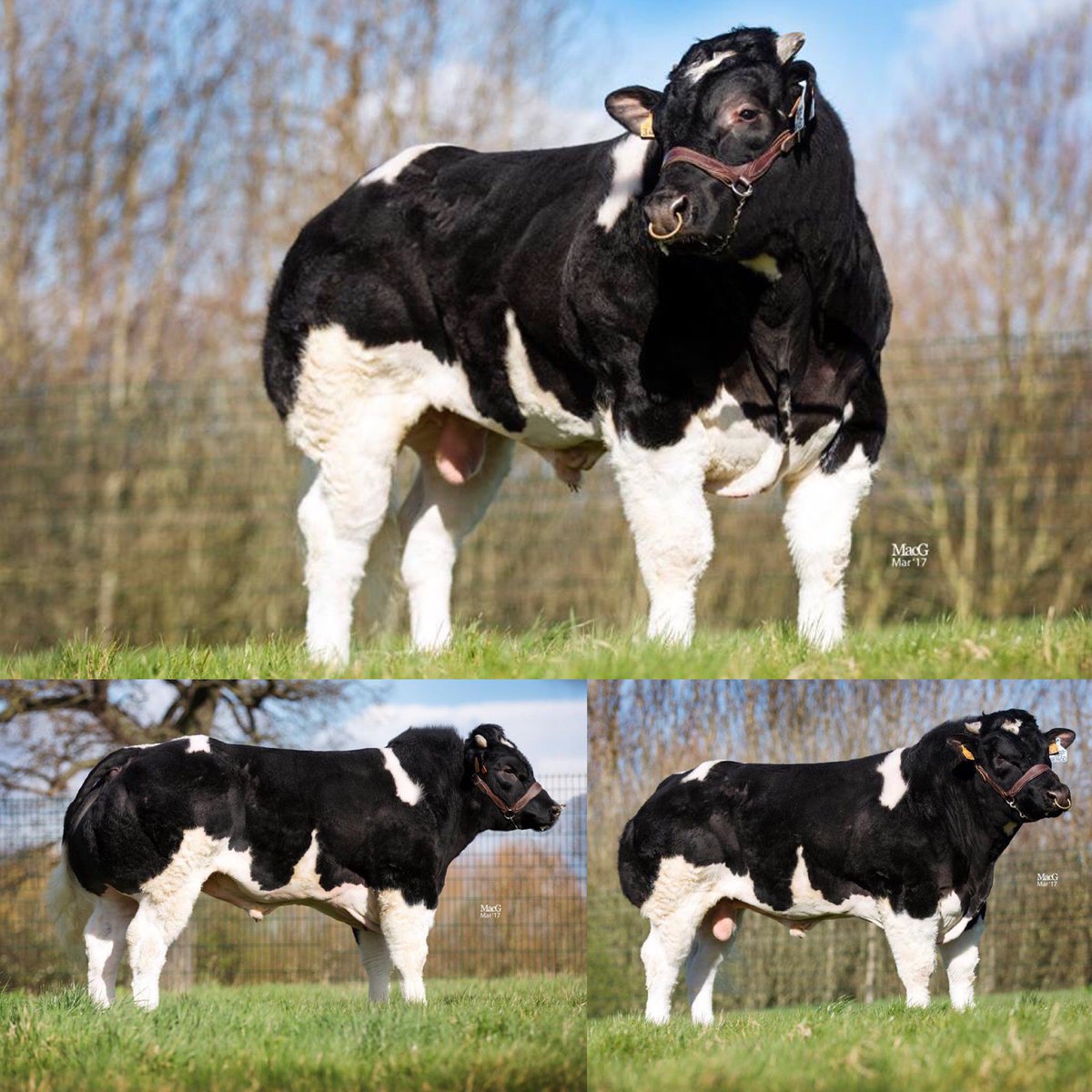 Cogent Breeding Ltd (@cogentbreeding) | Twitter Cogent Breeding Ltd (@cogentbreeding) | Twitter