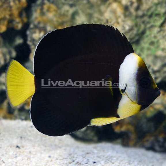 Personifer Angelfish