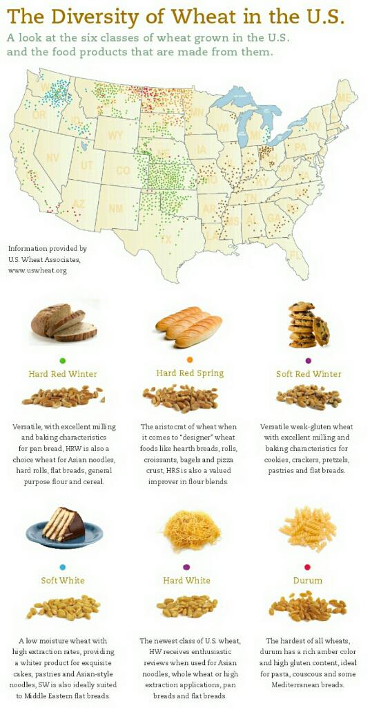 The Diversity of Wheat Grown in the US .....6 classes | Philip Shaw ...