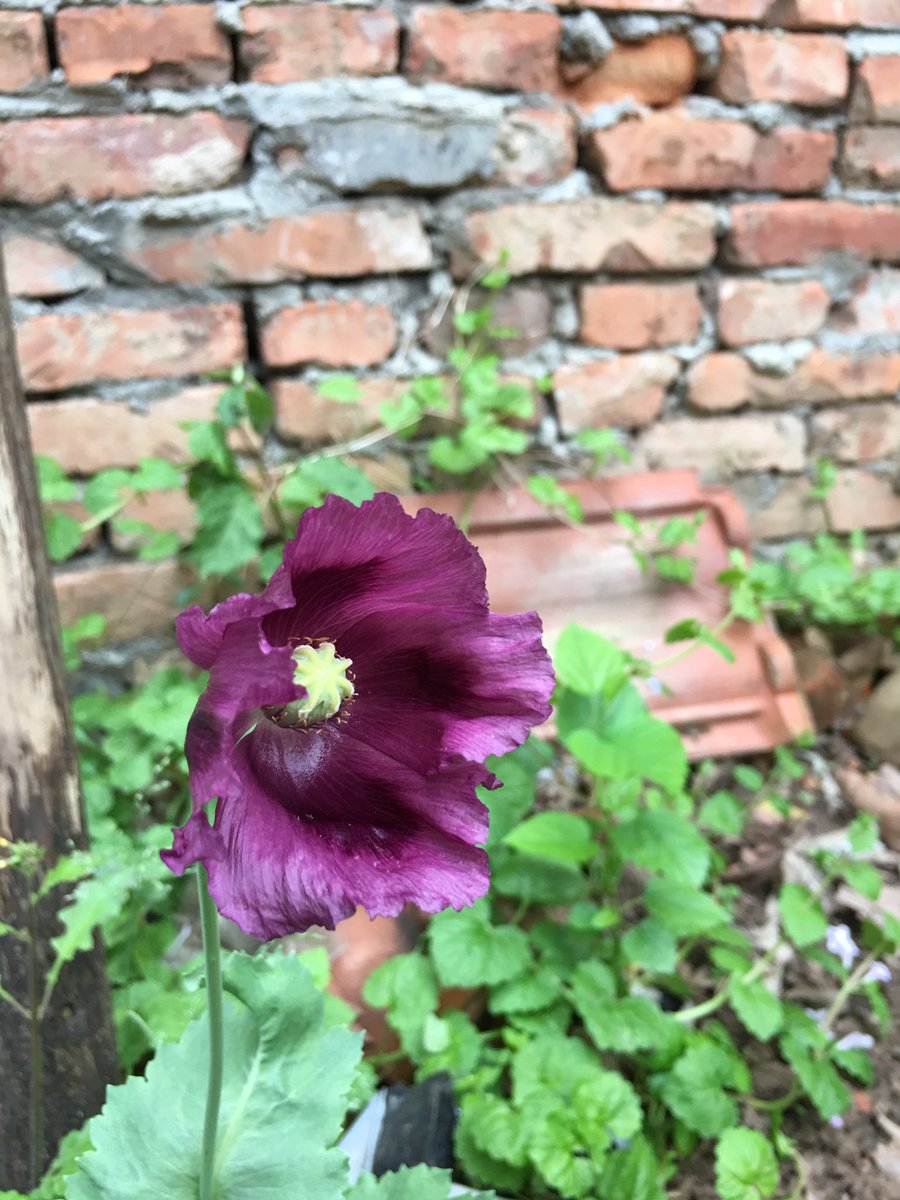 Morpheus (@Morpheus_Du) | Twitter