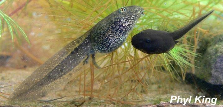 Toad Tadpoles Atelier Yuwaciaojp