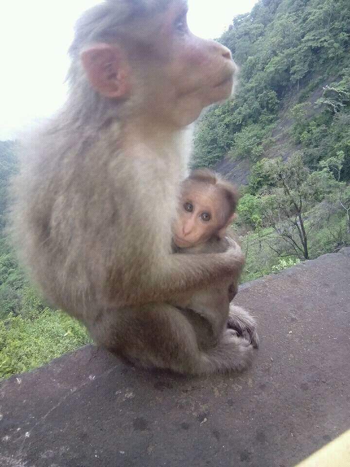 cp soman Kerala (@cp_soman) | Twitter