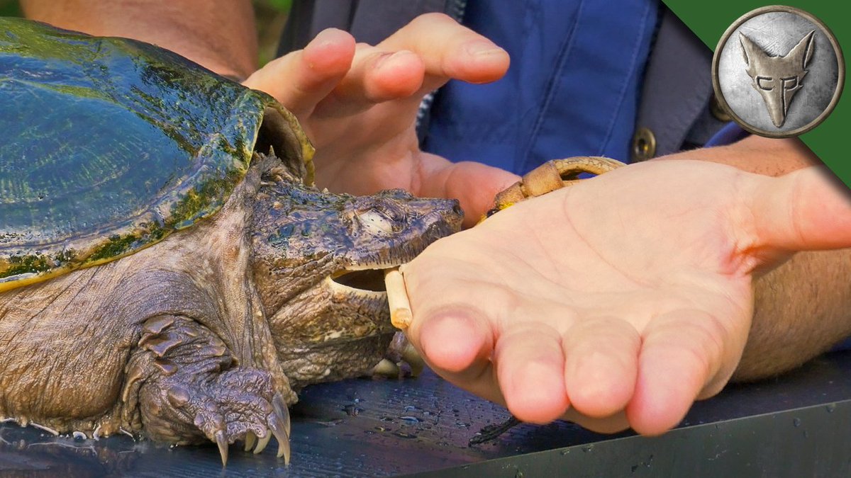 Giant Snapping Turtle Attack