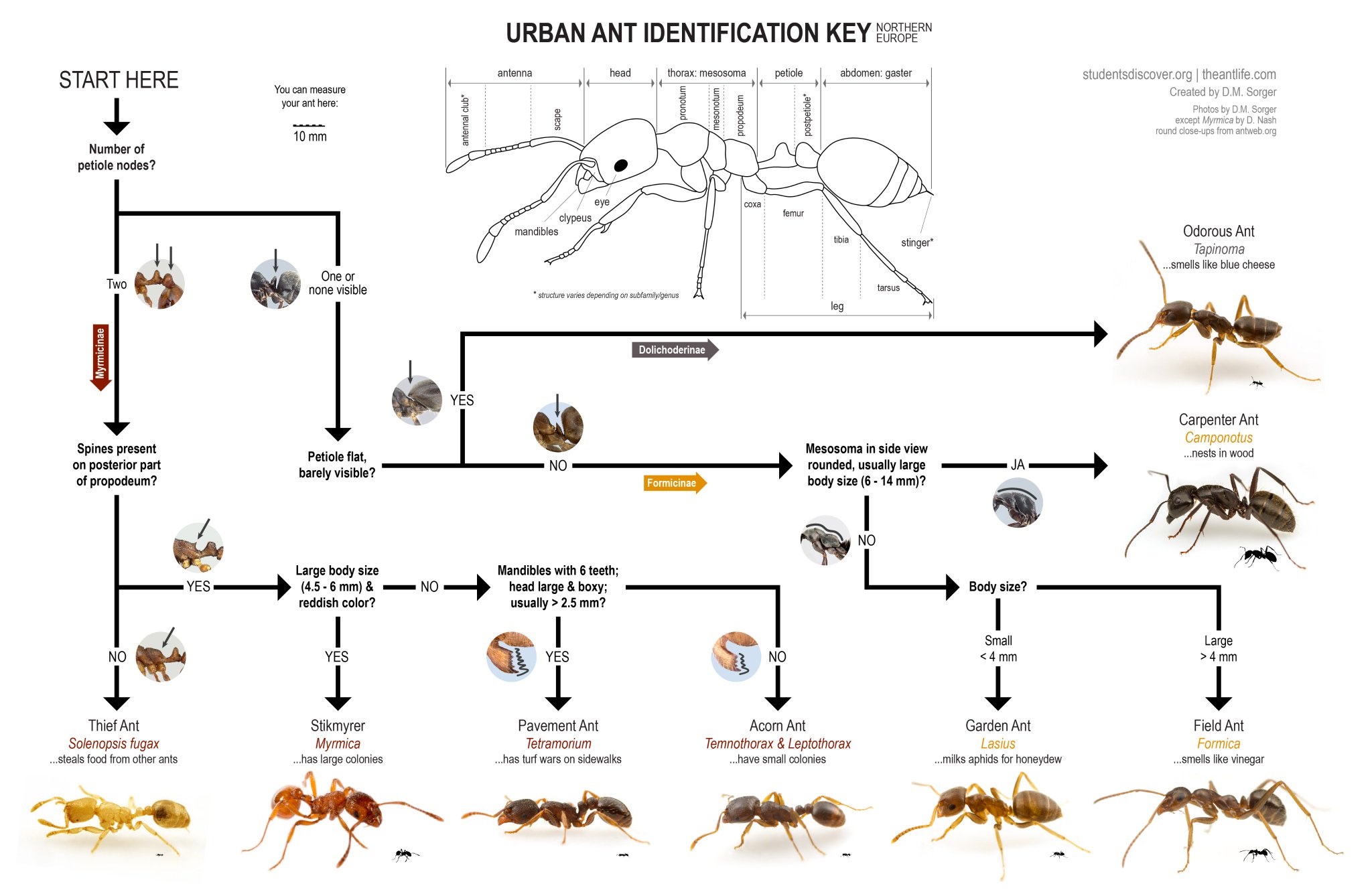 Determinatie tabel? - AntForum