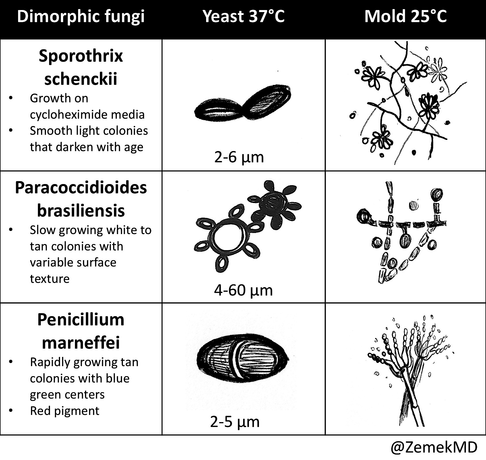 Paracoccidioides Brasiliensis Mold Microscopic Morphologic Features Of