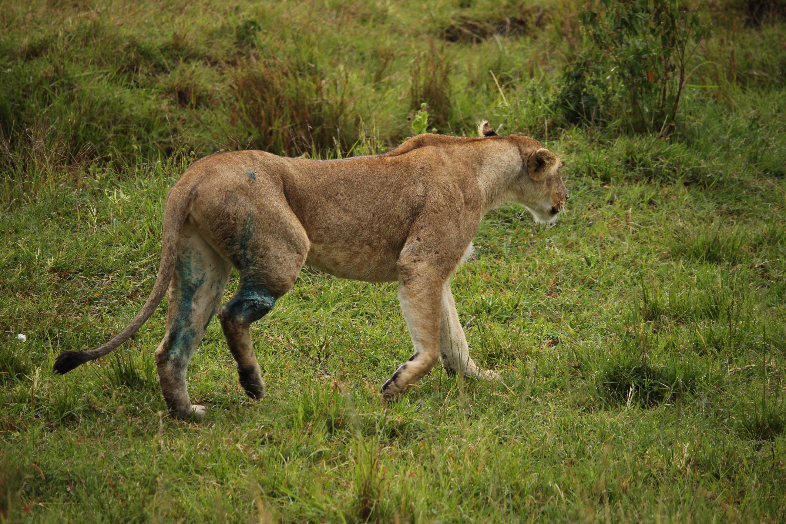 Lion Back Foot
