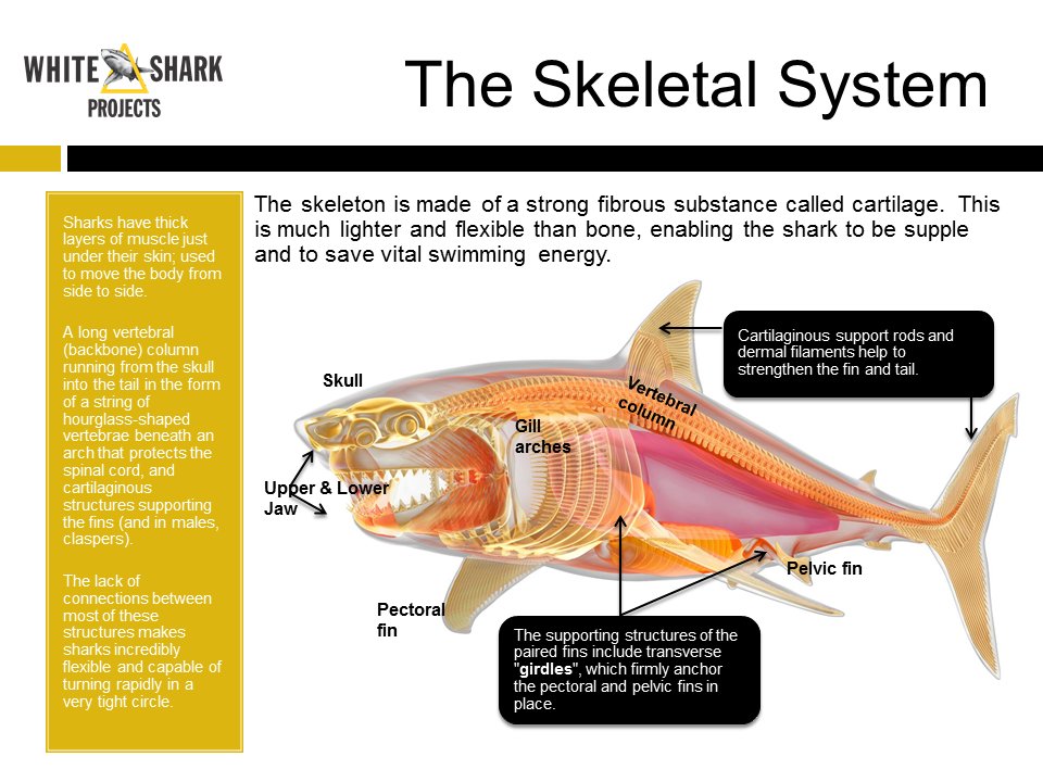 Great White Shark Skeleton Structure