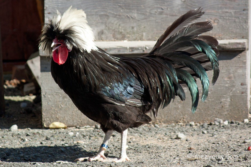 Odd Chicken Breeds
