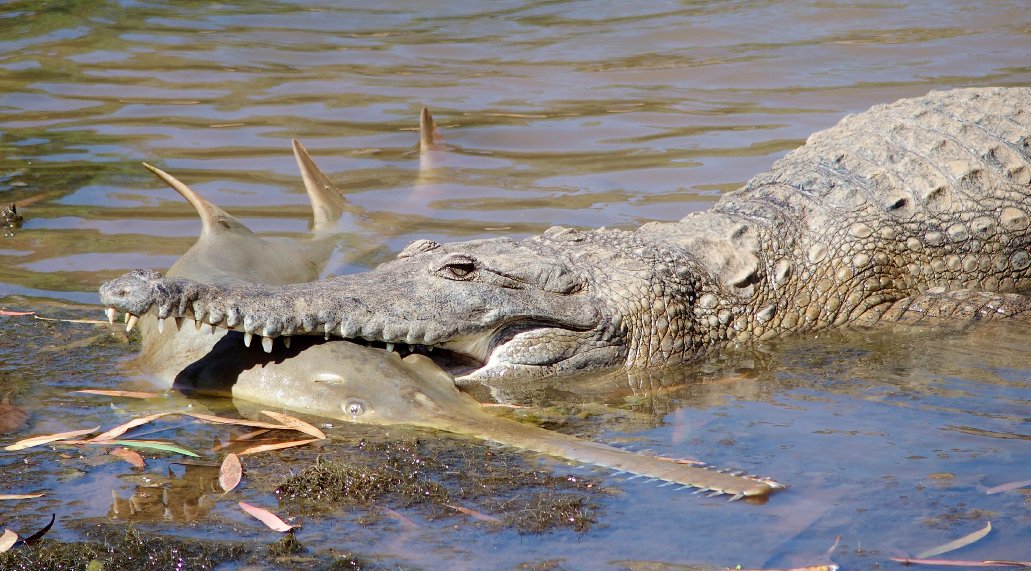 Crocodiles Eating Sharks