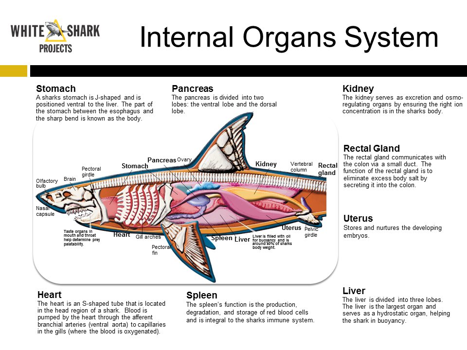 Great White Shark Internal Anatomy