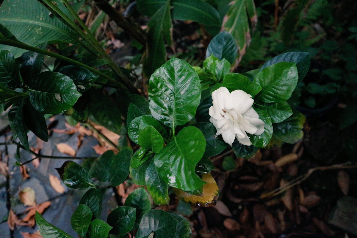 BoO_BeE (@patchara_BeE) | Twitter