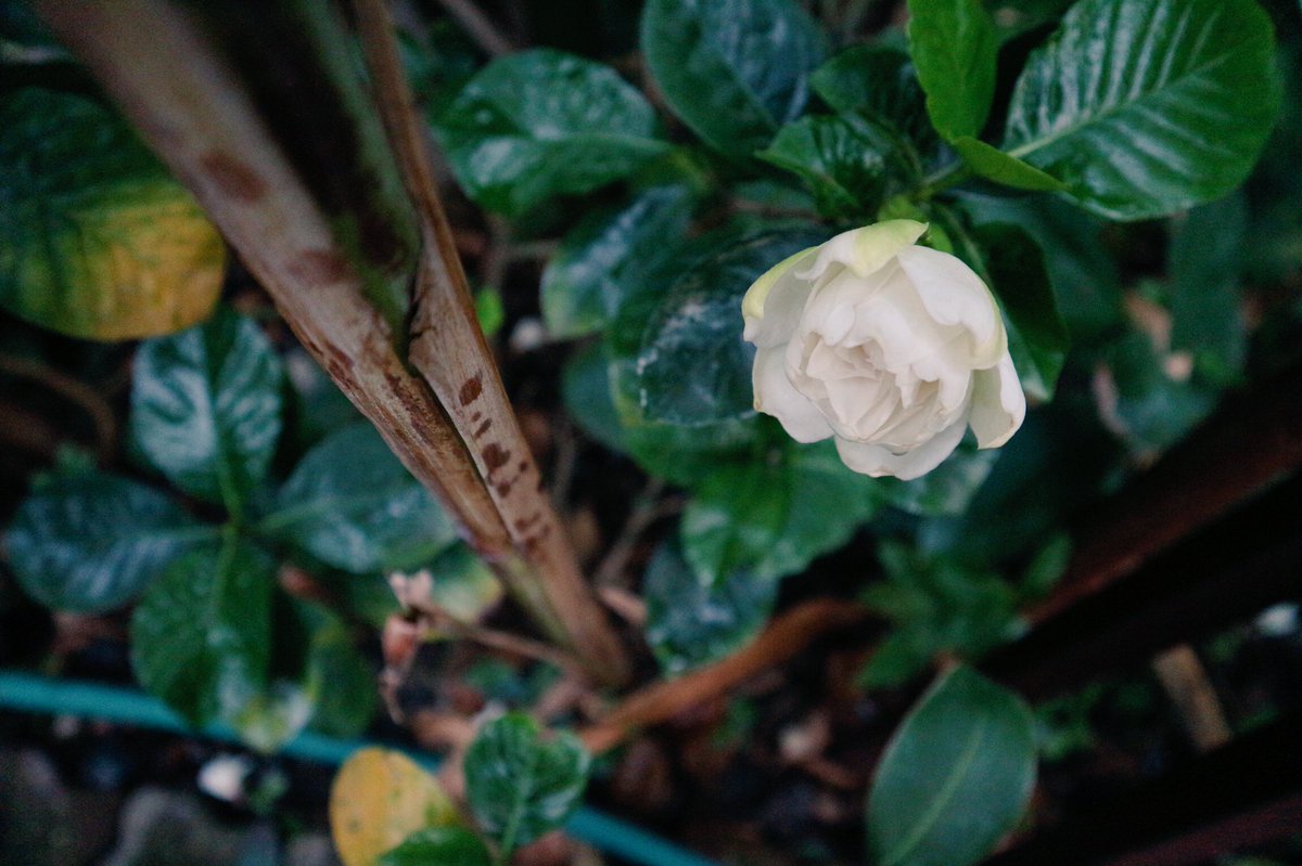 BoO_BeE (@patchara_BeE) | Twitter