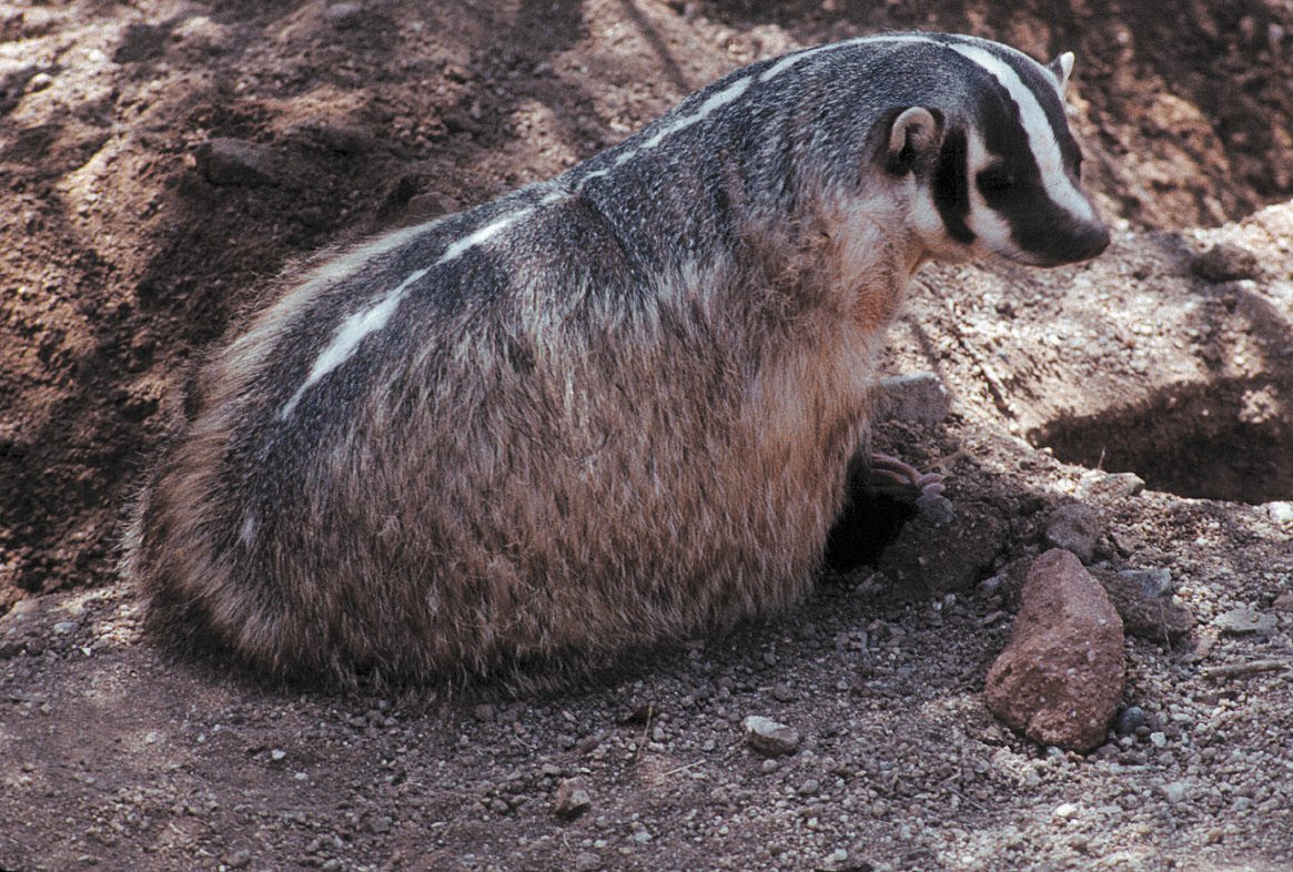 Tejón (Taxidea taxus) en el Área de Protección de Flora y Fauna Cañón ...
