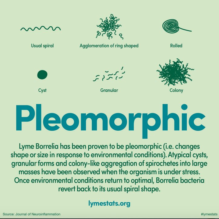 Pleomorphic Bacteria