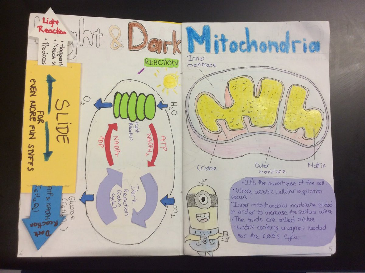 Cellular Respiration And Photosynthesis Project