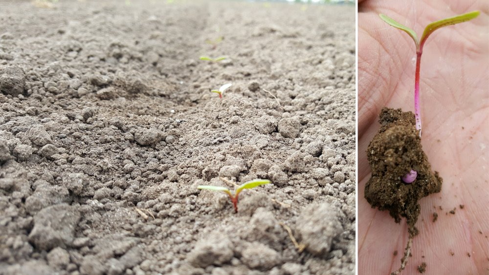 CropSolutions (@CropSolutions) | Twitter