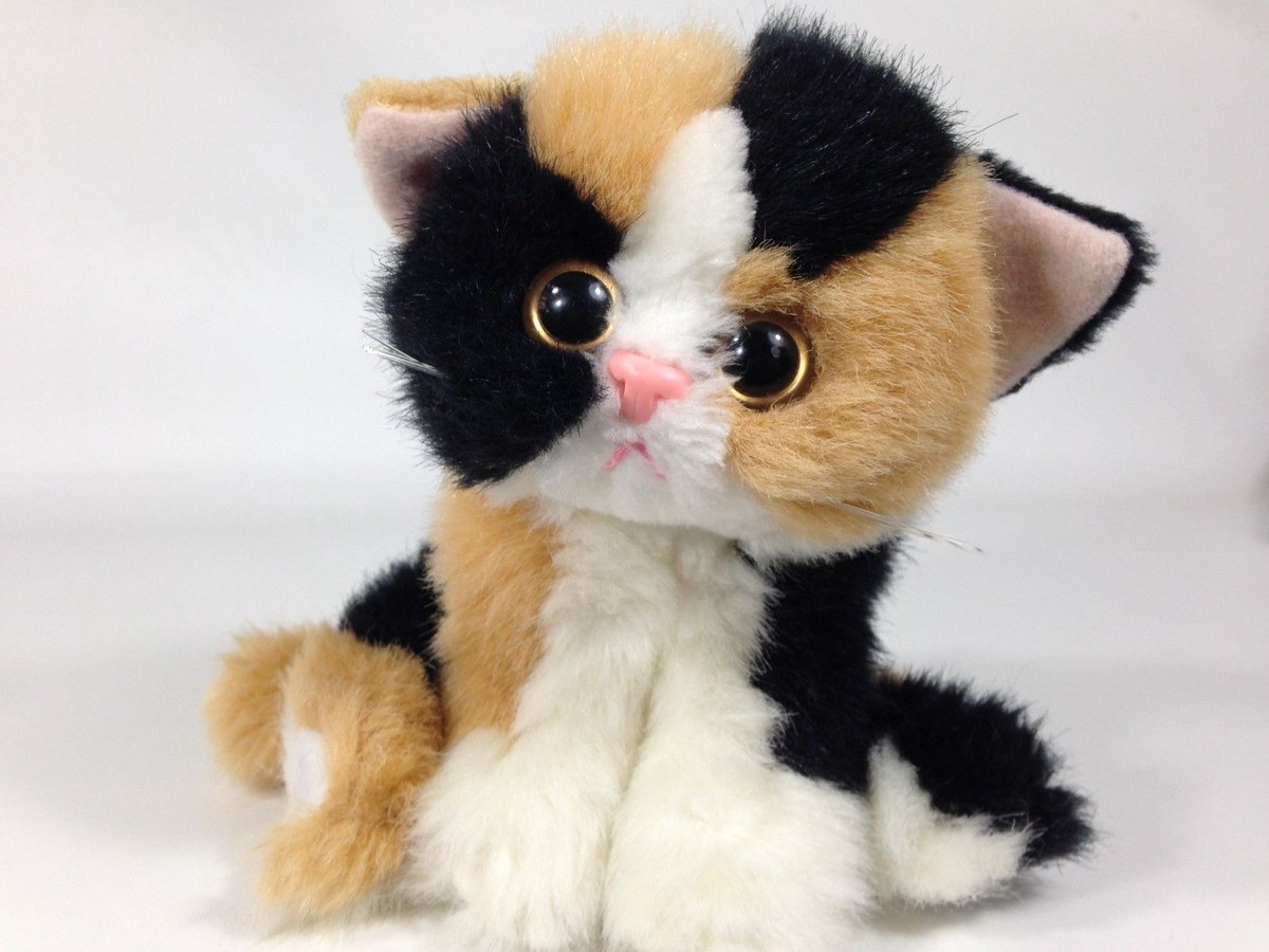 TycoKitty Hashtag On Twitter tycokitty-hashtag-on-twitter