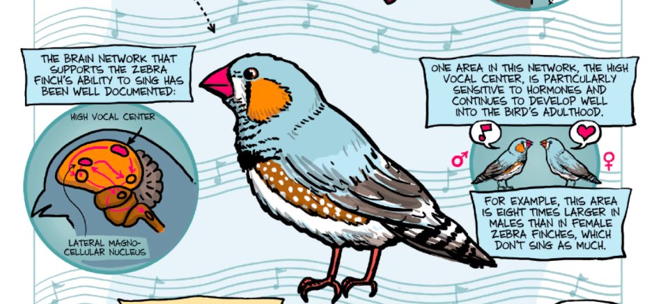 Zebra Finch Cartoon