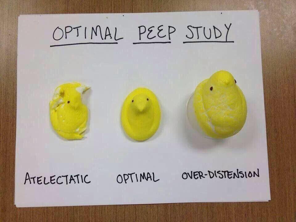 Easter Peeps Memes