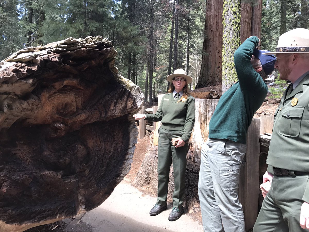 General Sherman Tree Branch