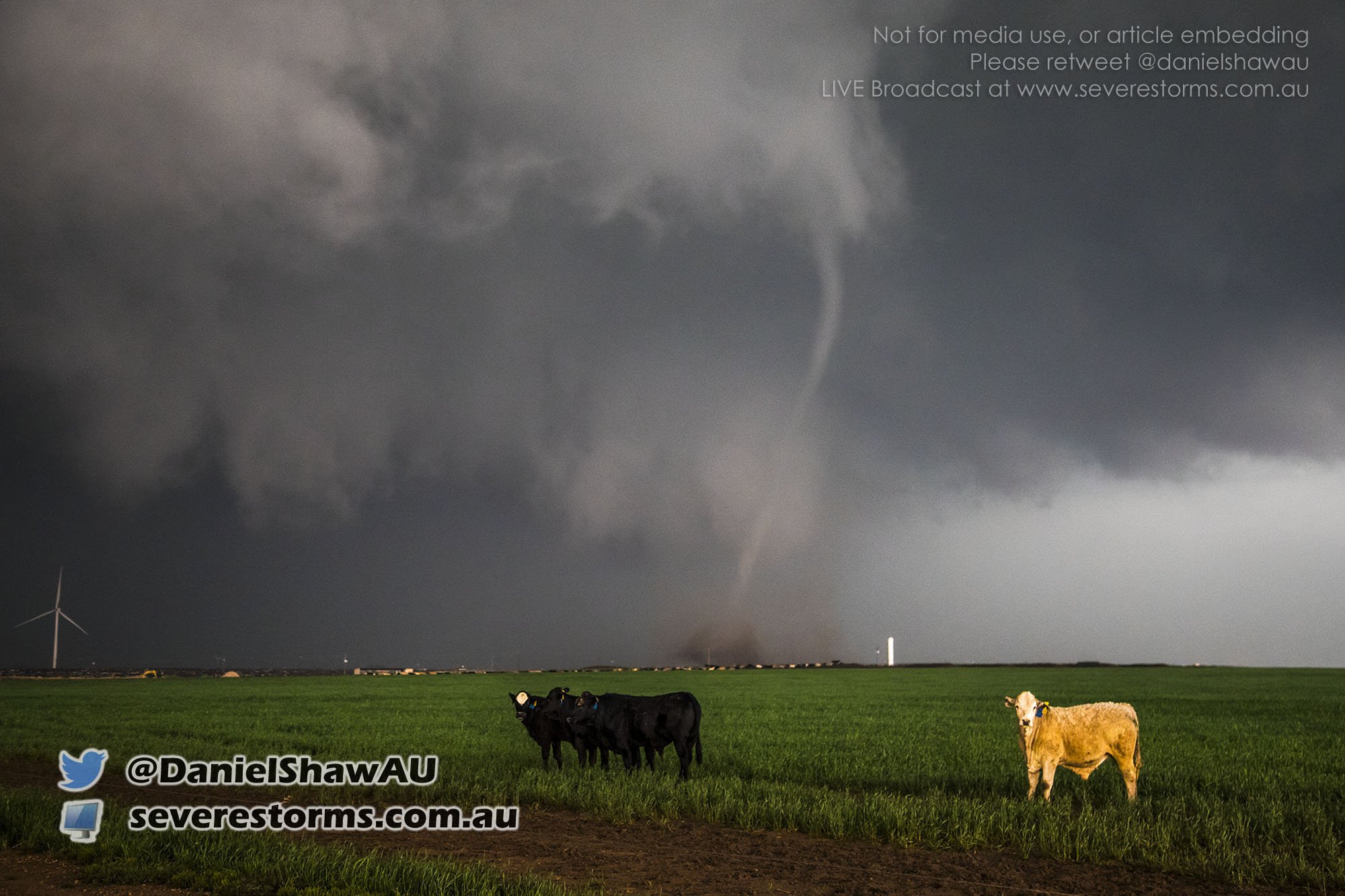 Tornado And Cow