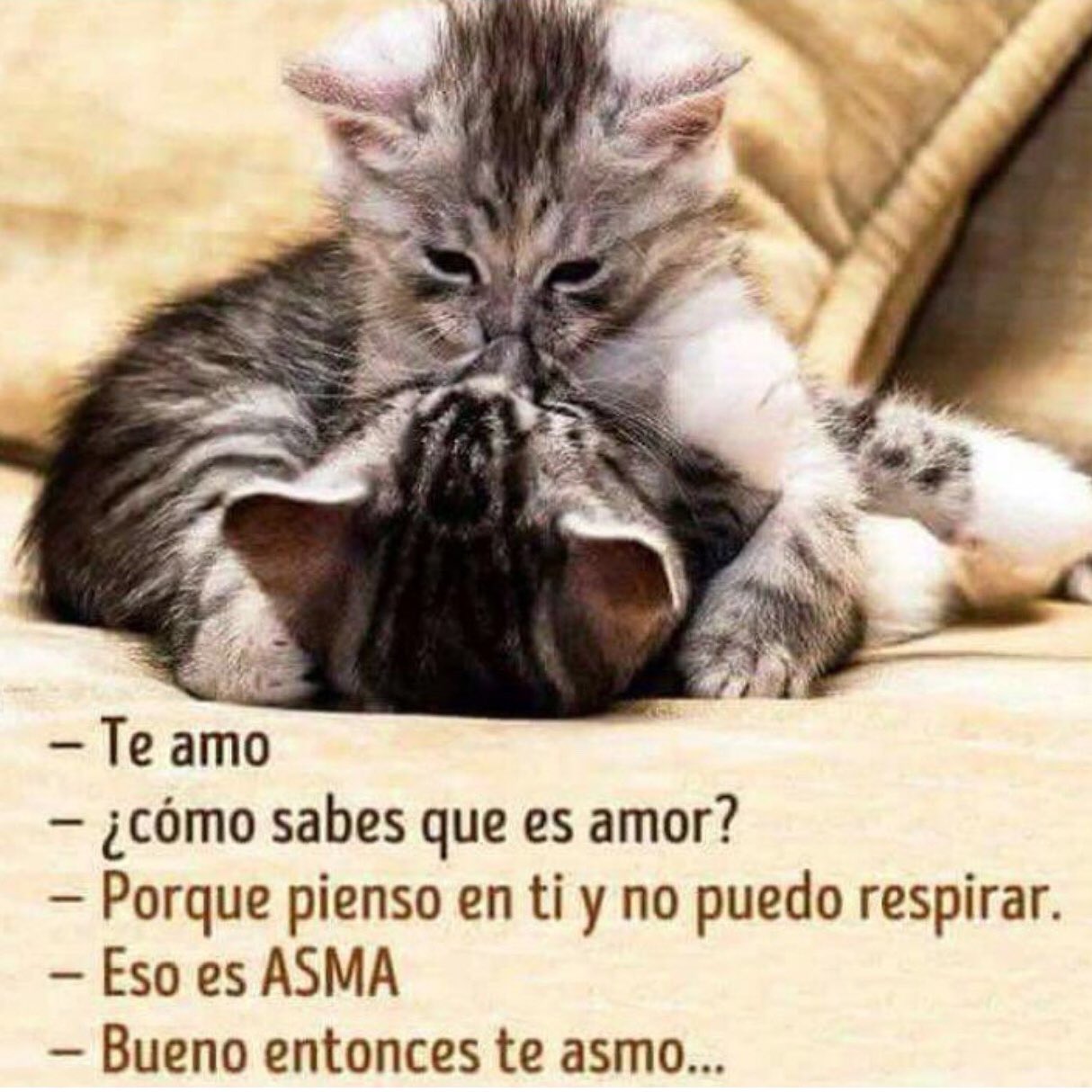 Te Amo Meme Gato Meme Personalizado Te Amo Mi Gatito Lindo