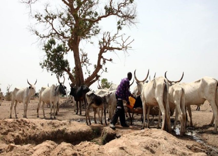 KIRUKU: Want to have lasting peace? Take care of pastoralists | Citizen ...
